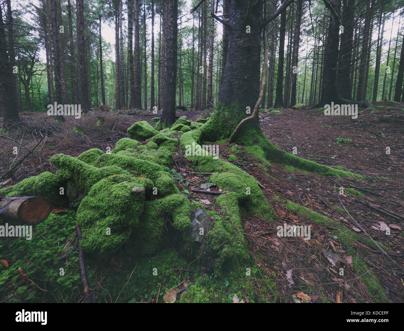 Early Autumn forest morning,Northern Ireland Stock Photo - Alamy