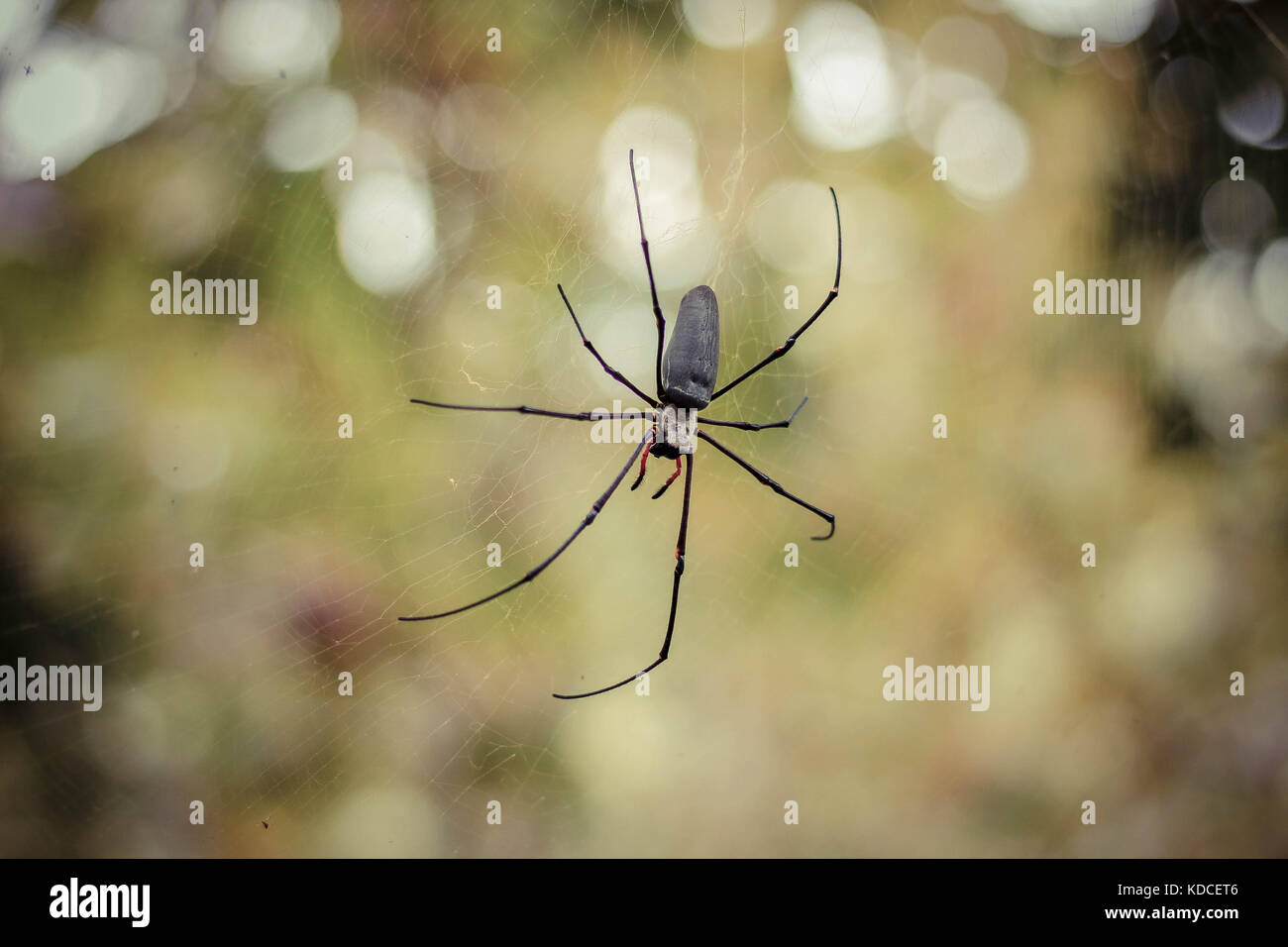 A lonely spider on big forest waiting for food Stock Photo - Alamy
