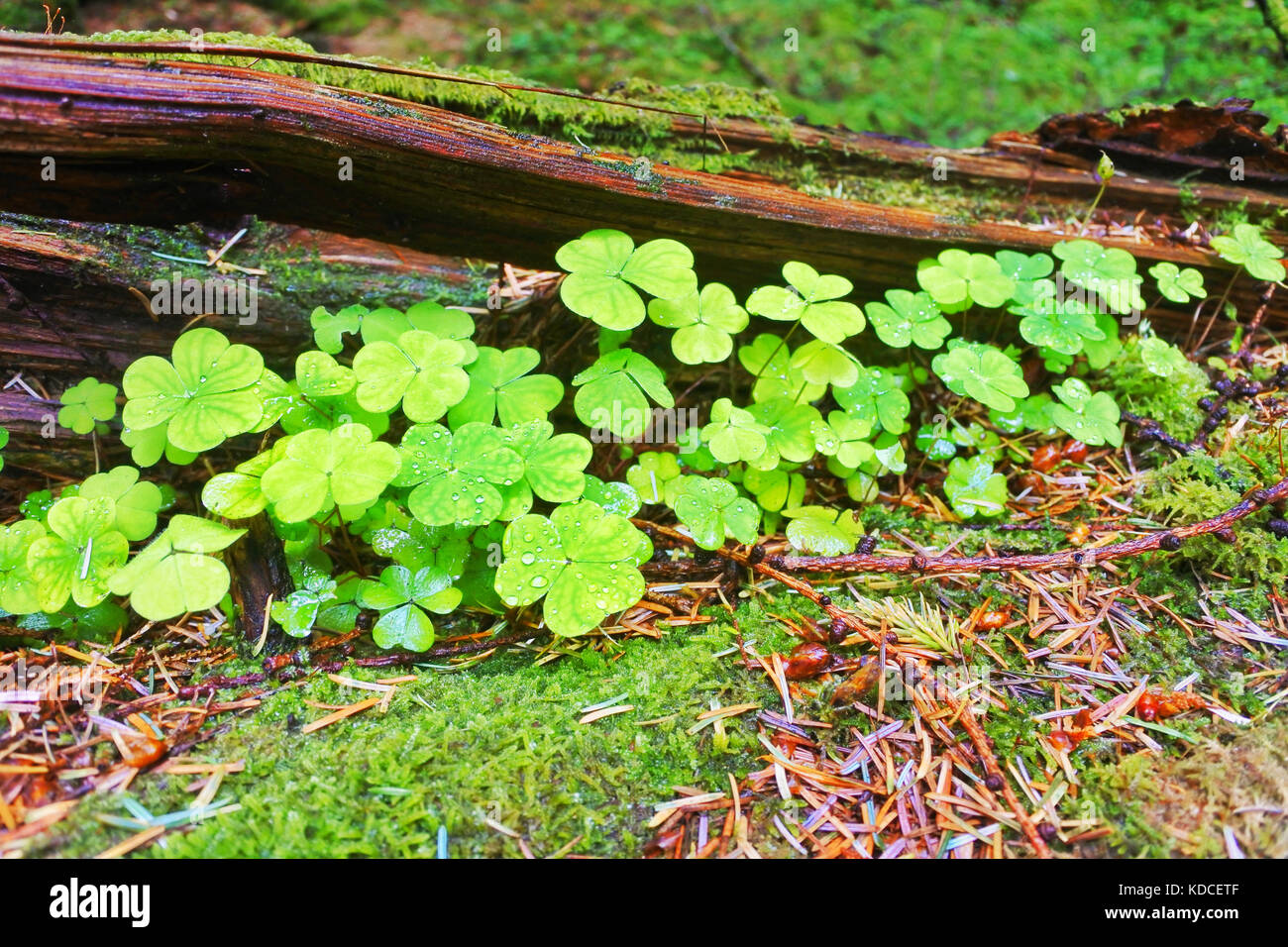 Shamrock plant three leaves hi-res stock photography and images - Alamy