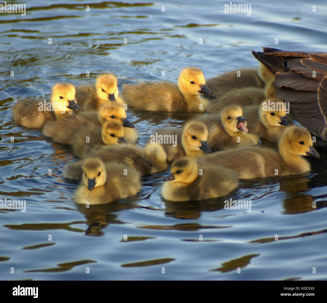 group of chicks following mother goose Stock Photo - Alamy