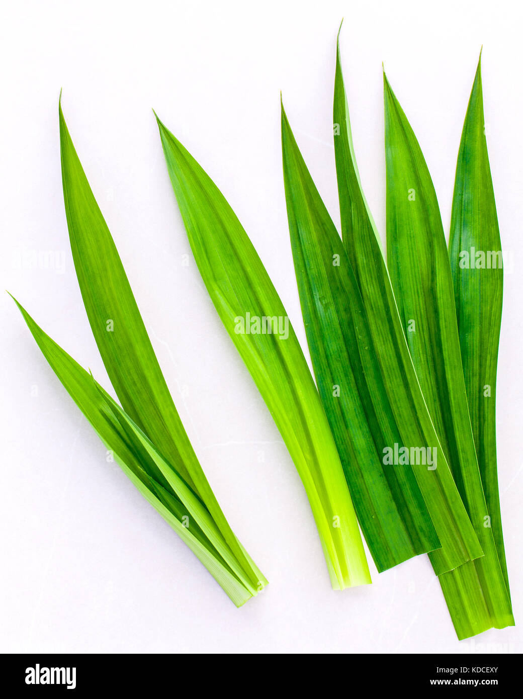 Pandan leaves 's herbal ingredient for dessert ,tea and aromatherapy ...