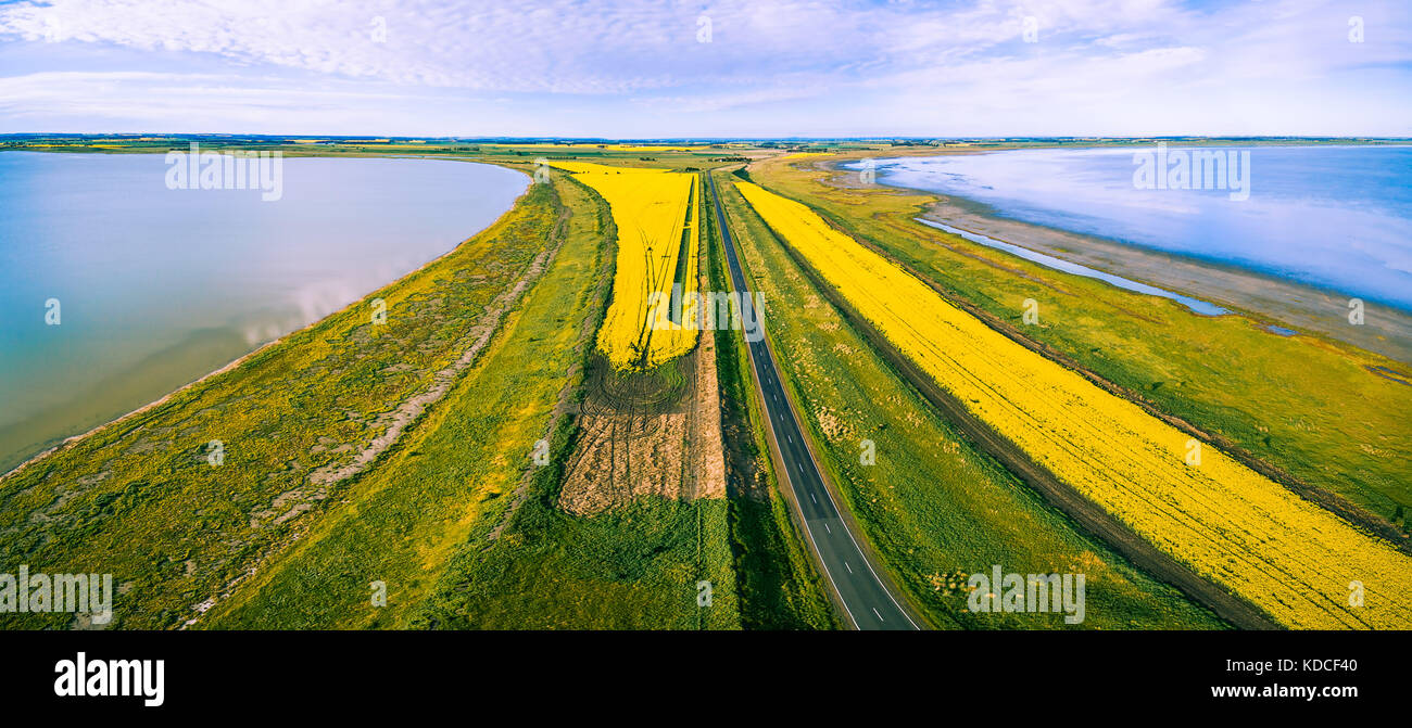Aerial Panorama of rural road passing through vivid yellow canola ...