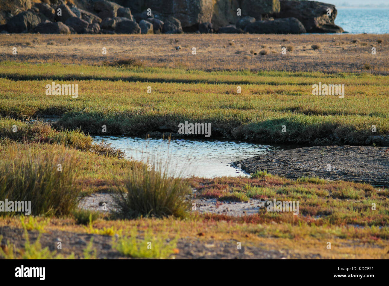 Swamp wallpaper hi-res stock photography and images - Alamy