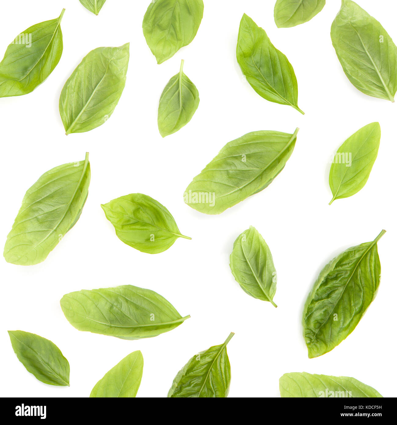Fresh sweet basil leaves isolated on white background. Sweet basil ...
