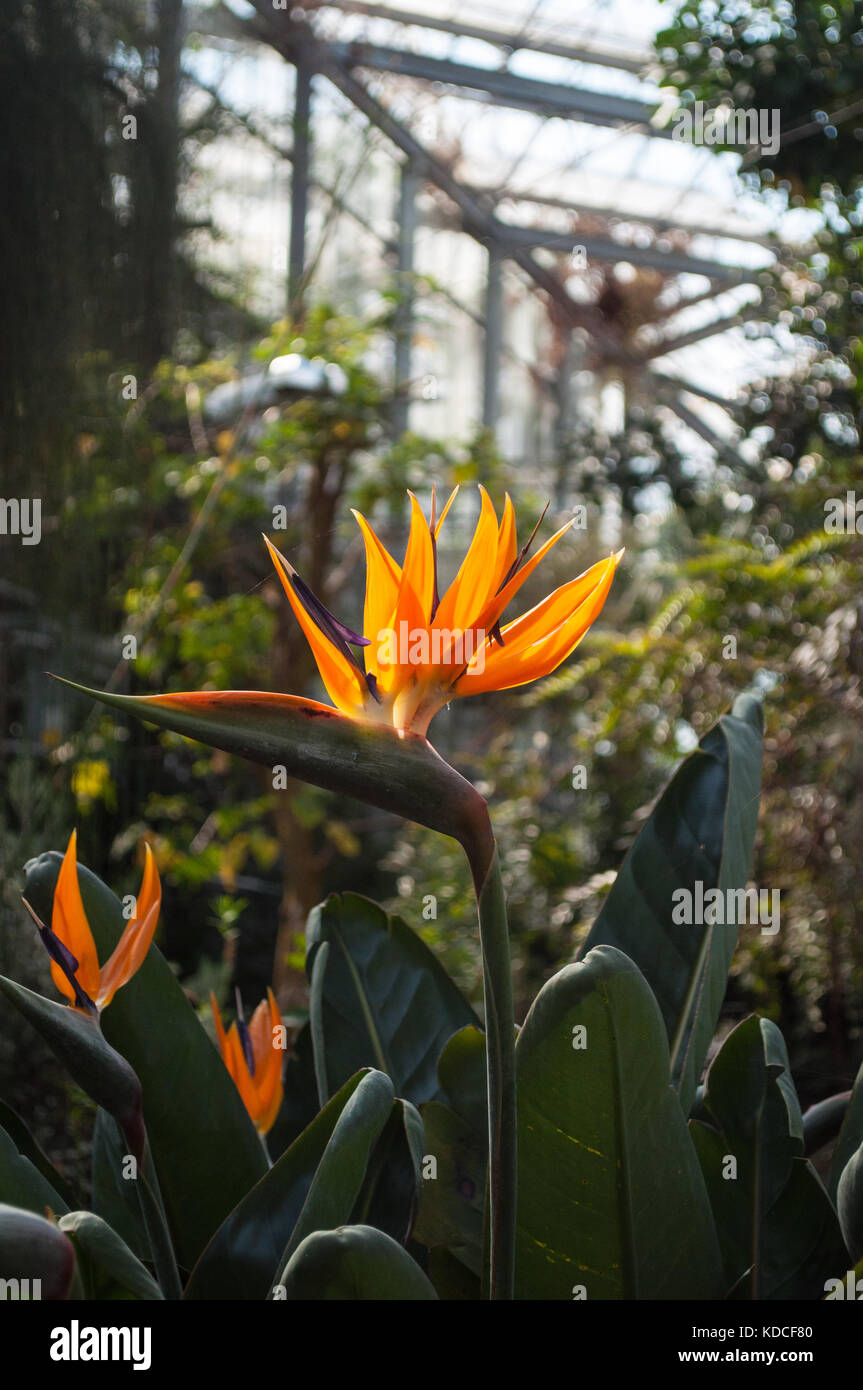 Strelitzia Reginae, or Bird Of Paradise plant in bloom in the hothouse ...