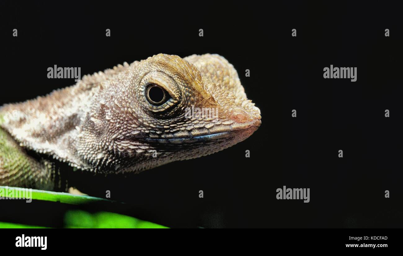 Garden lizard in wildlife nature at night. Close-up Stock Photo - Alamy