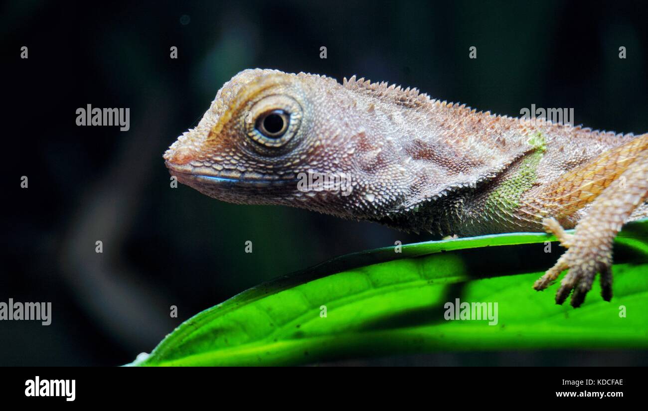 Garden lizard in wildlife nature at night. Close-up Stock Photo - Alamy