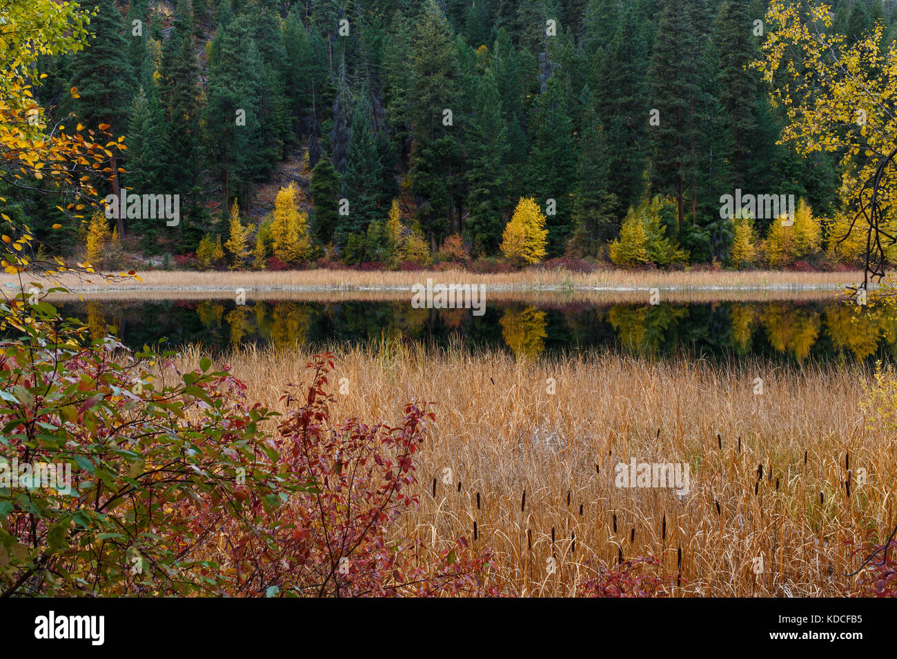 Cattails covering the shoreline of a peaceful mountain lake during the ...