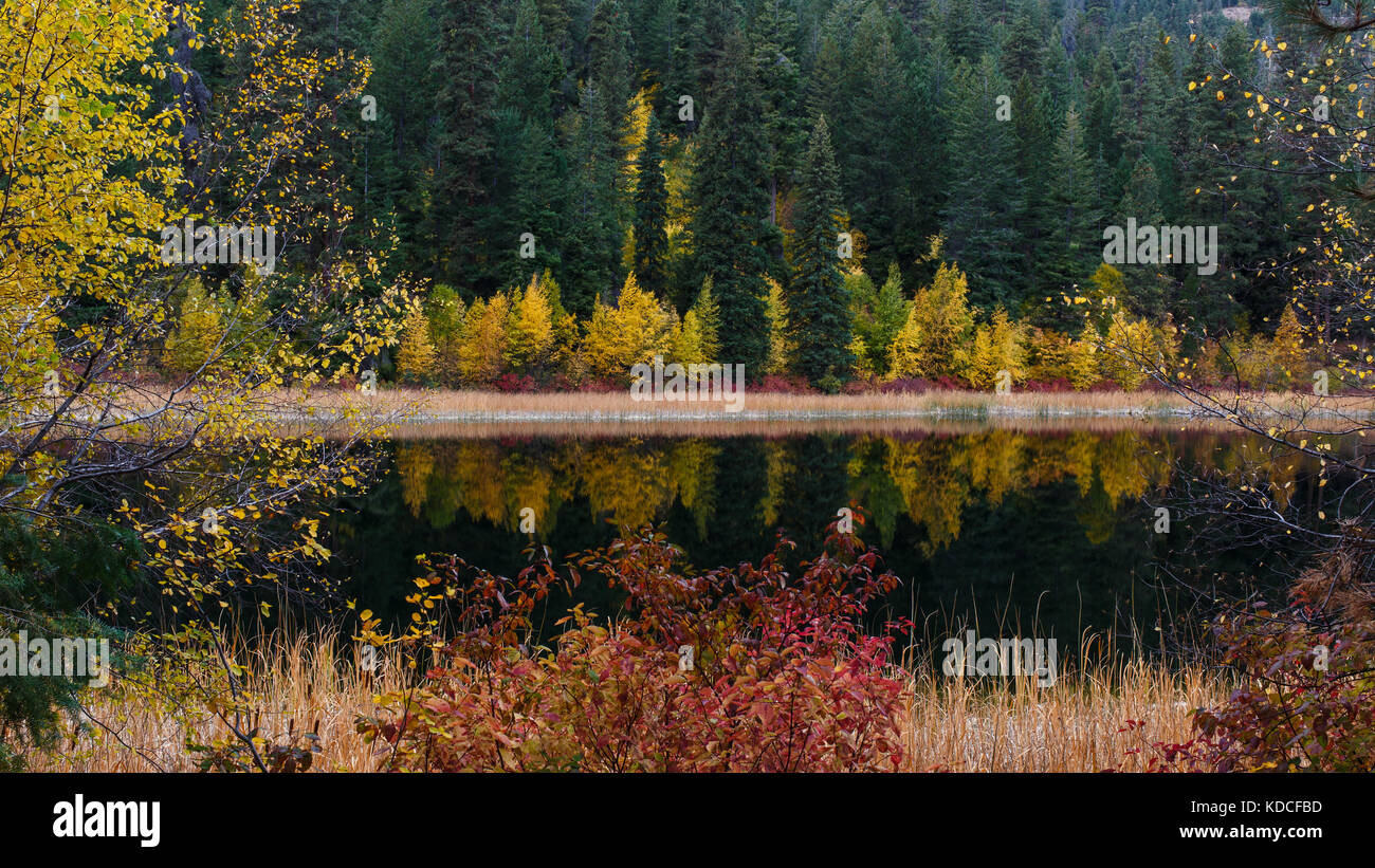 Reflection evergreen trees hi-res stock photography and images - Alamy