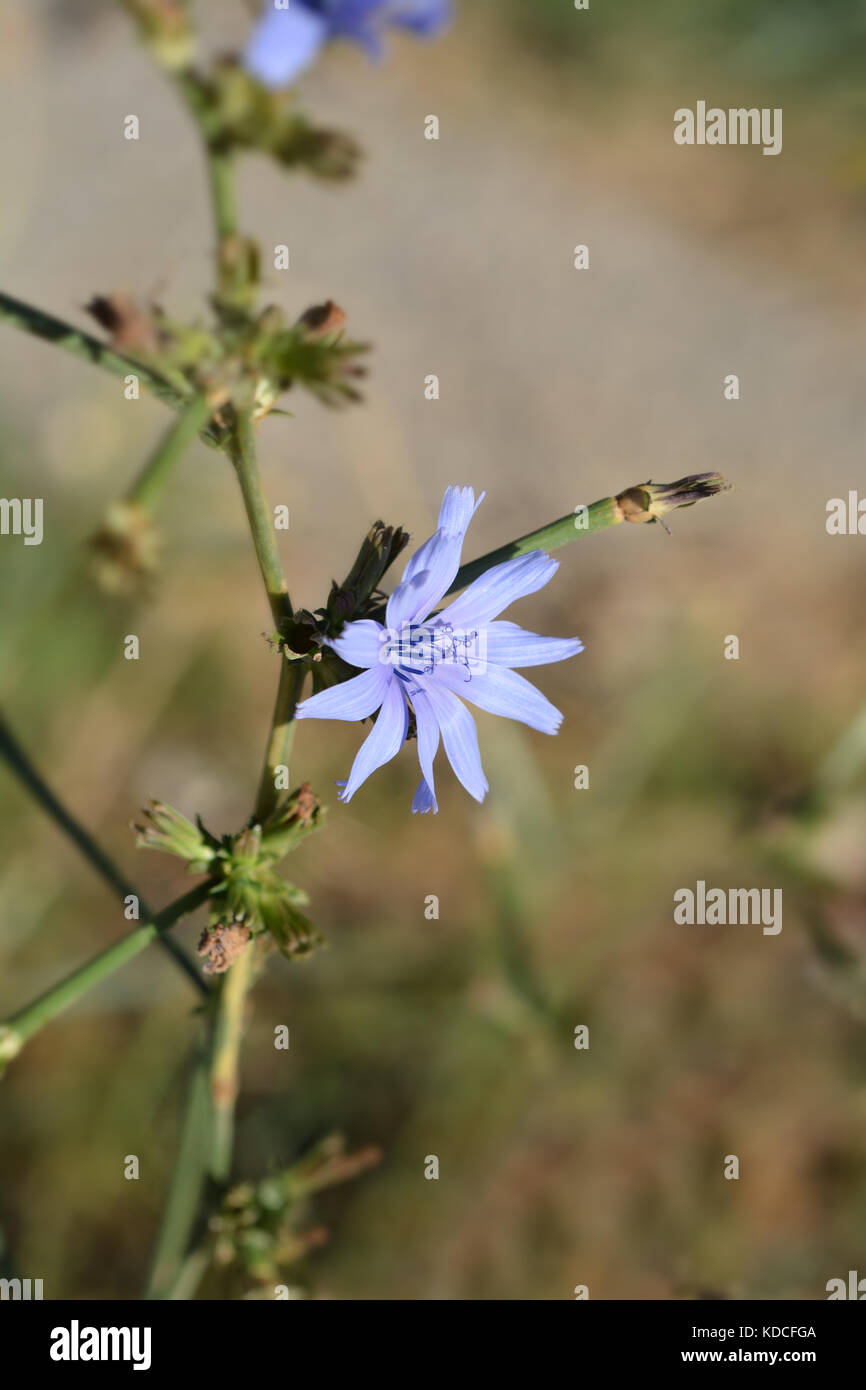Blue chicory flower hi-res stock photography and images - Alamy