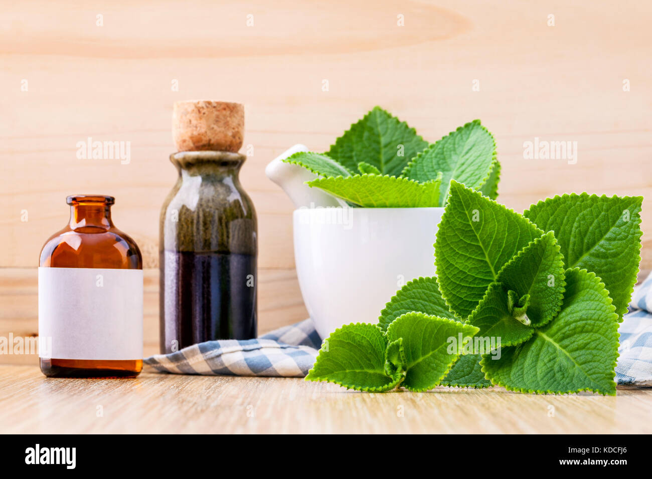 Country Borage,Indian Borage,Coleus amboinicus Lour with white mortar ...