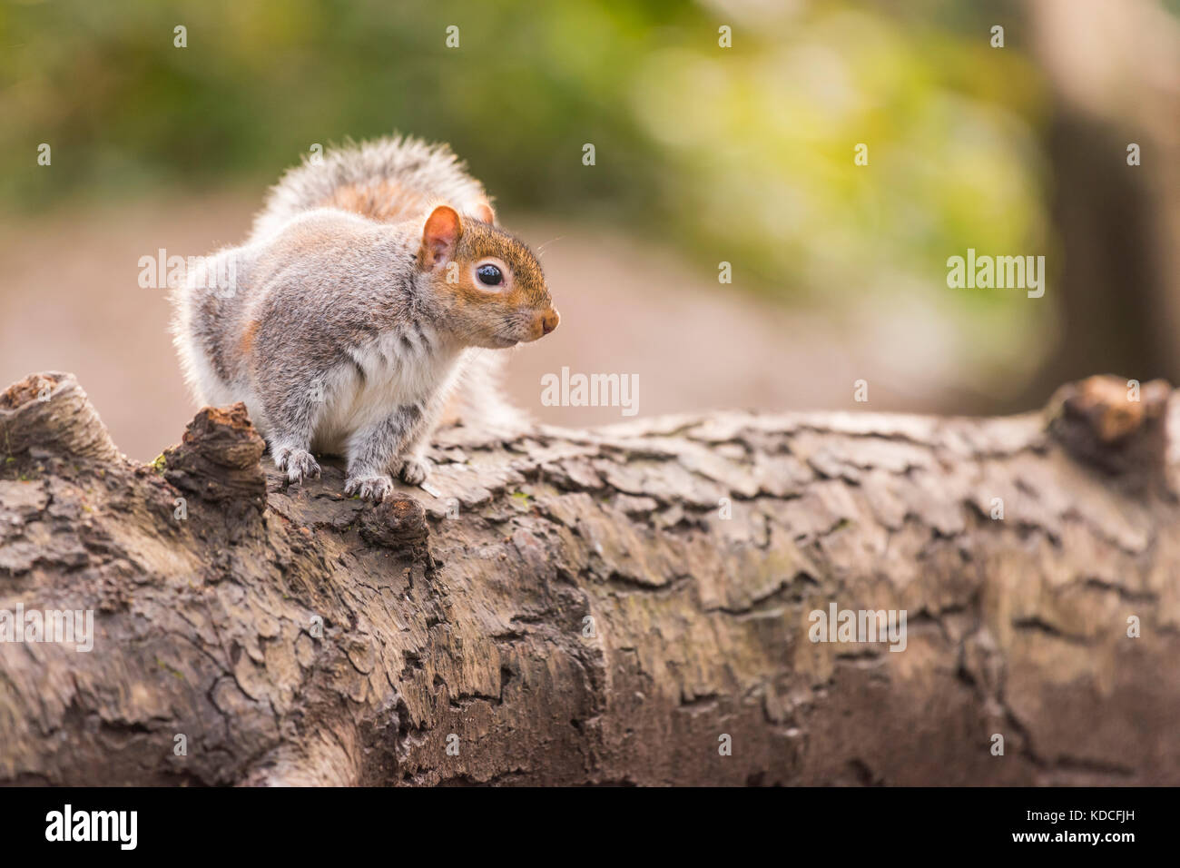 Cute Grey Squirrel sat in warm spring morning light looking across the ...
