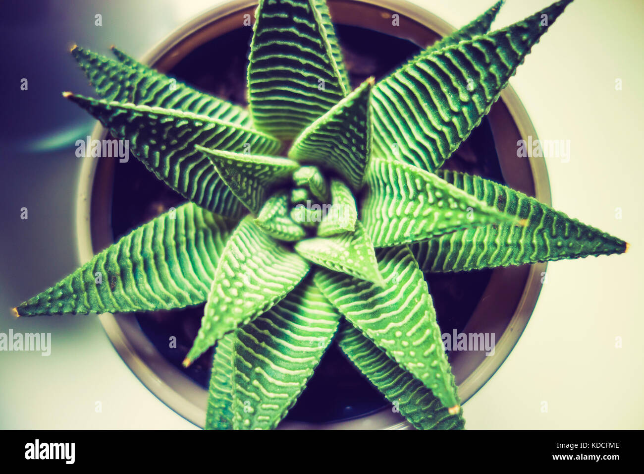 Aloe aristata hi-res stock photography and images - Alamy