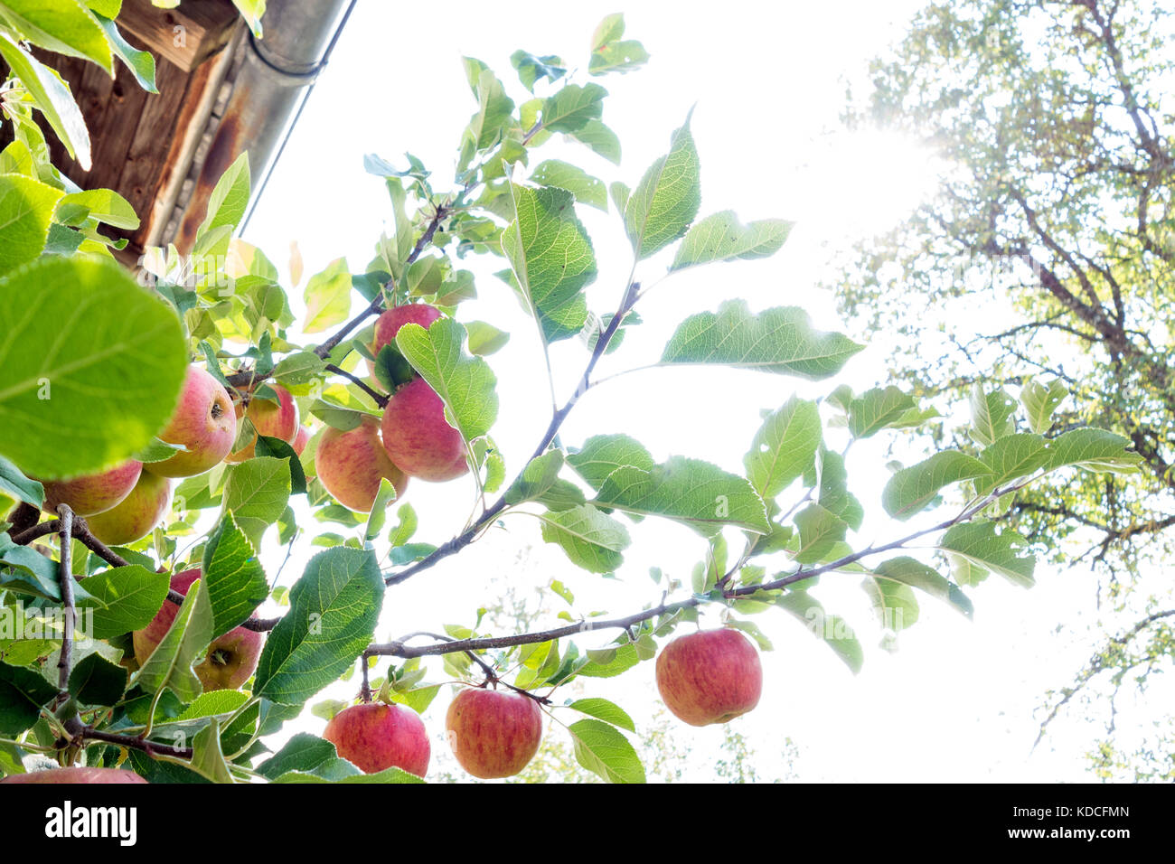 Topaz apple garden hi-res stock photography and images - Alamy