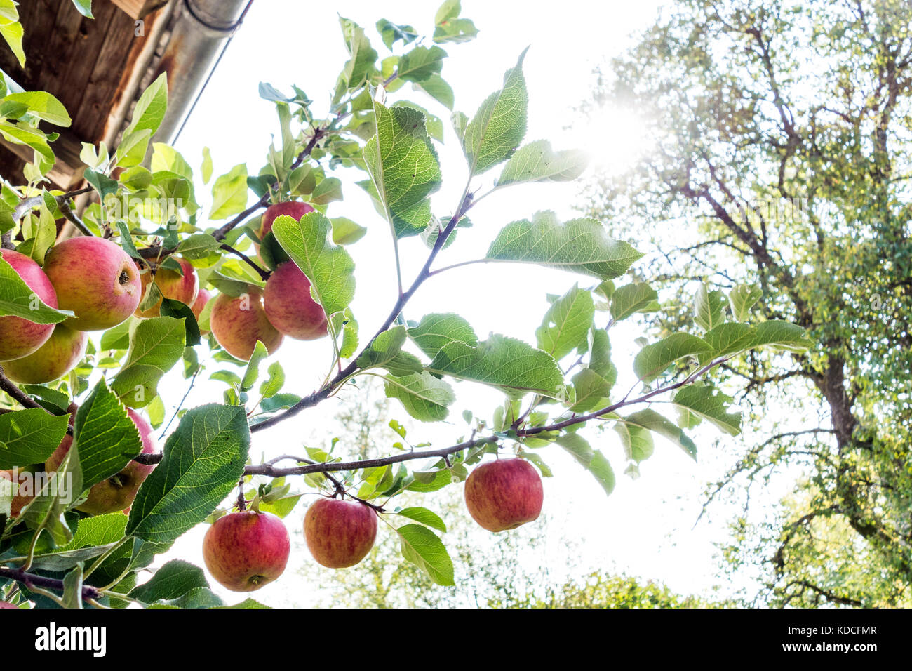 Apple Tree "Topaz Stock Photo - Alamy
