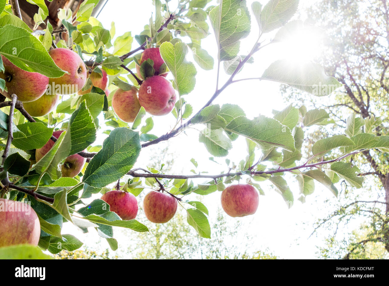 Topaz apple garden hi-res stock photography and images - Alamy