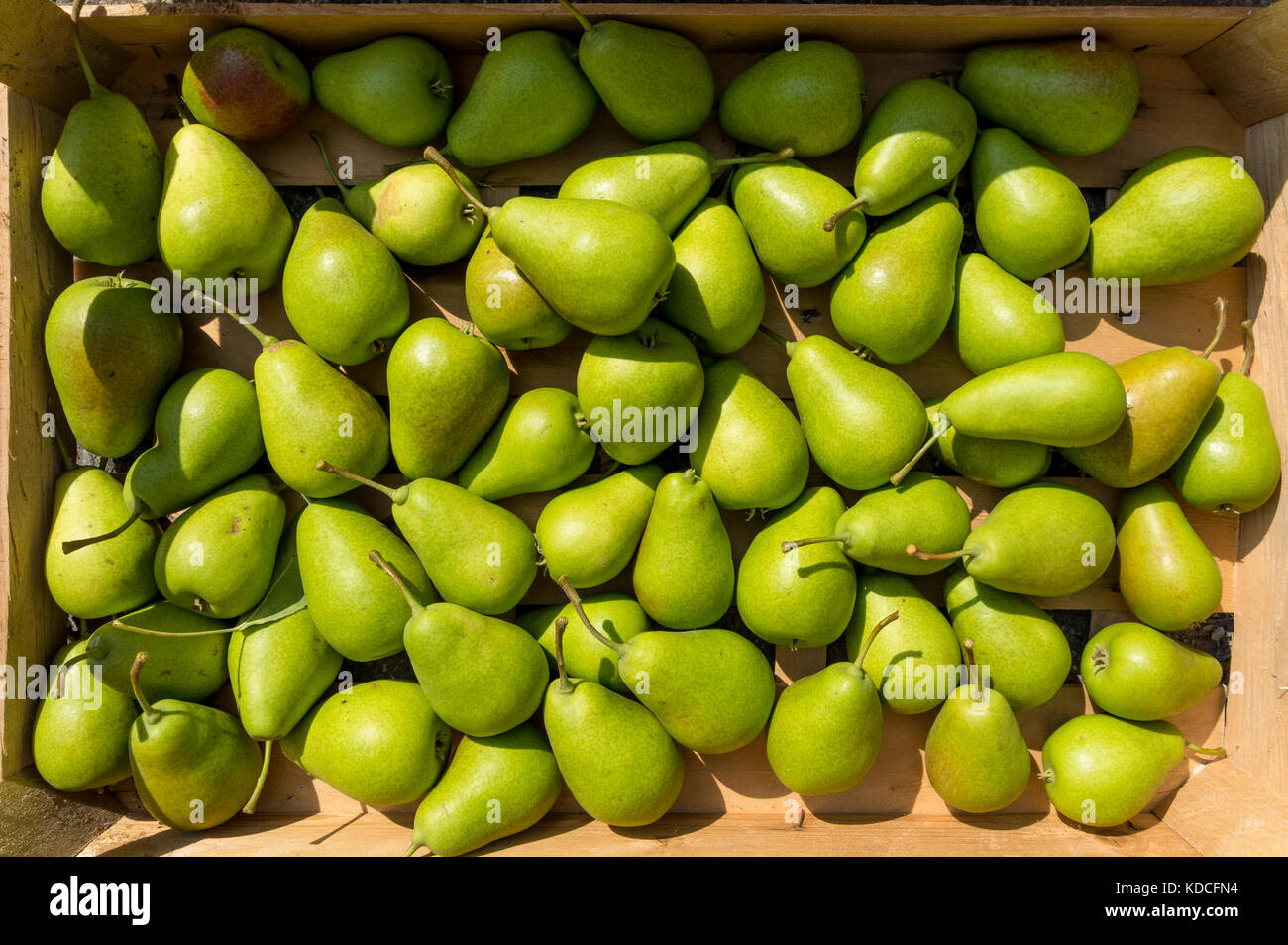 Fresh Pears - "Harrow Sweet" Harvest Stock Photo - Alamy