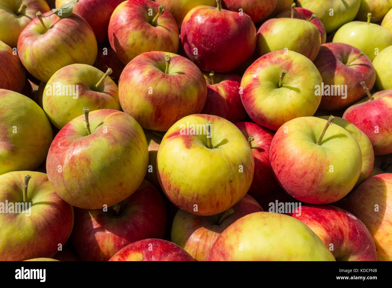 Topaz apple malus hi-res stock photography and images - Alamy