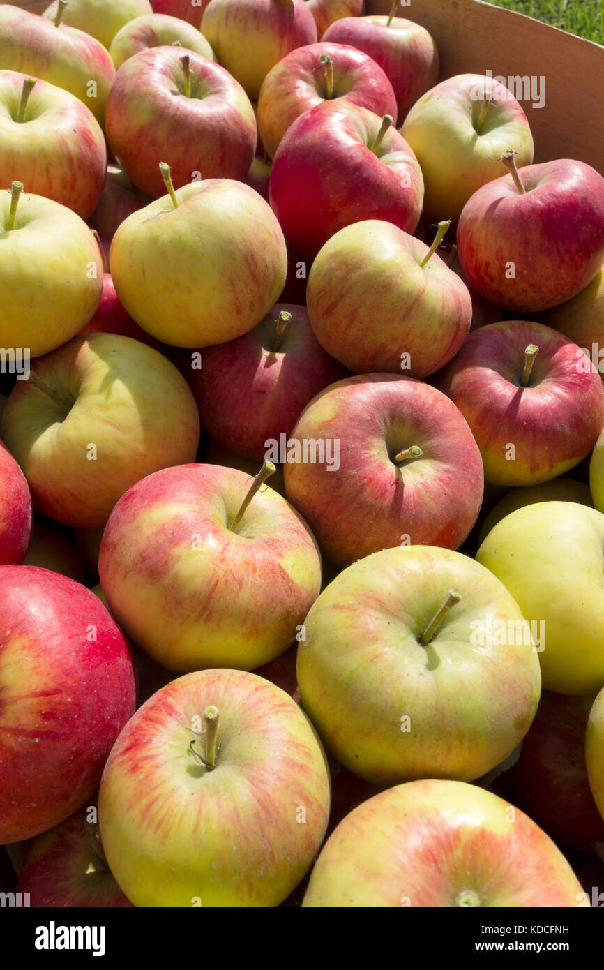 Apples "Topaz" Harvest Stock Photo - Alamy