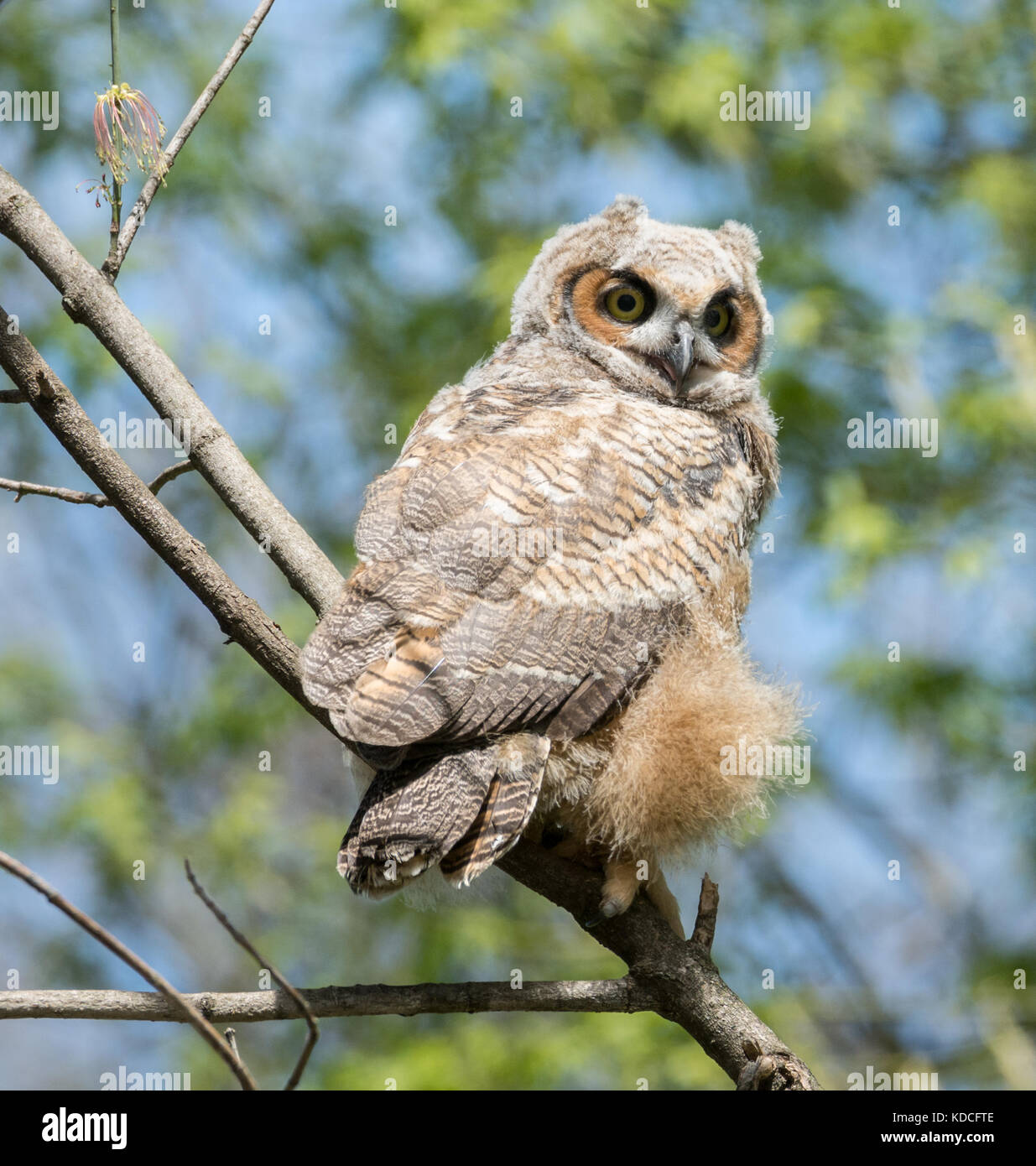 Great Horned Owl Stock Photo - Alamy Great Horned Owl Stock Photo - Alamy