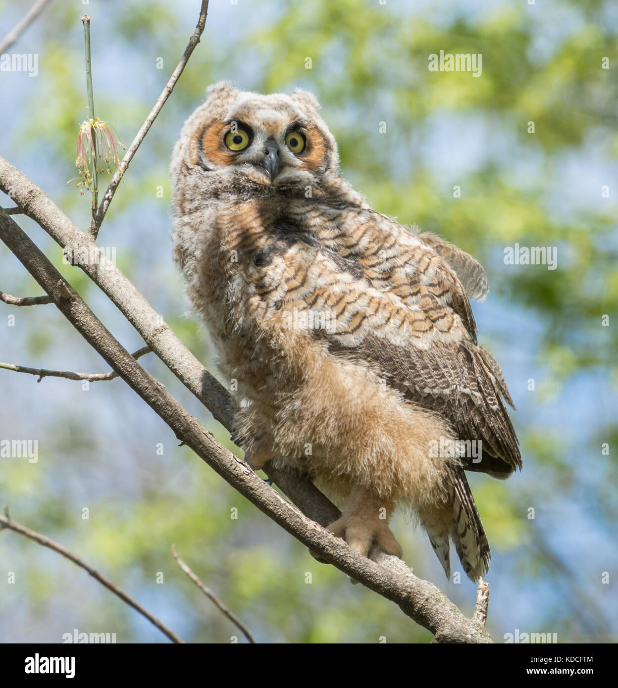 Great Horned Owl Stock Photo - Alamy Great Horned Owl Stock Photo - Alamy