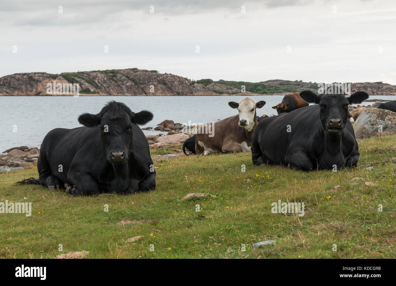 group of cows on the beach Stock Photo - Alamy