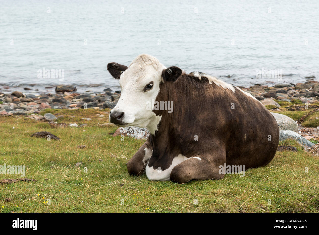 One cow hi-res stock photography and images - Alamy