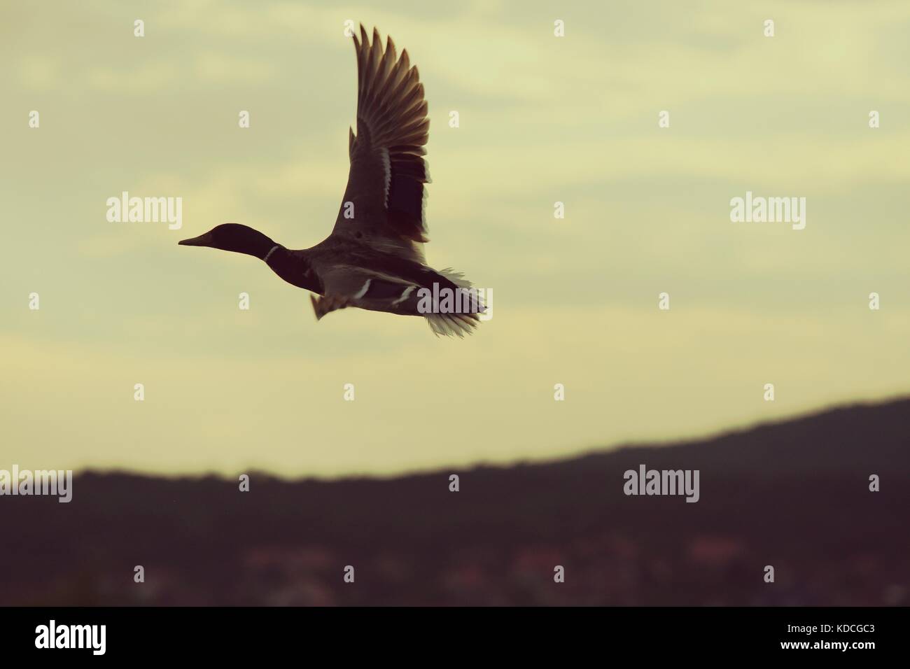 Flying duck on the sky Stock Photo - Alamy