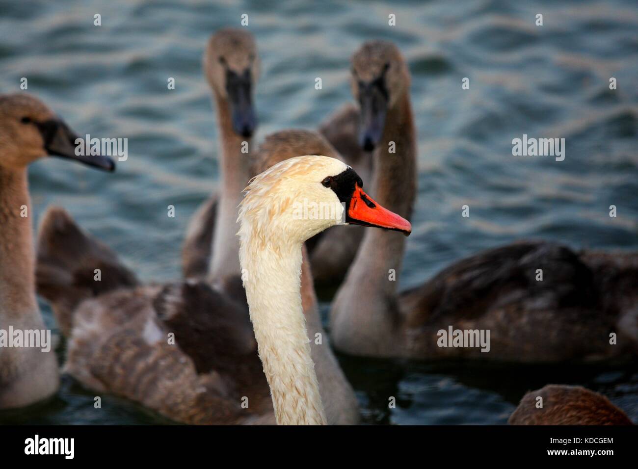 Close photo of the swan life Stock Photo - Alamy