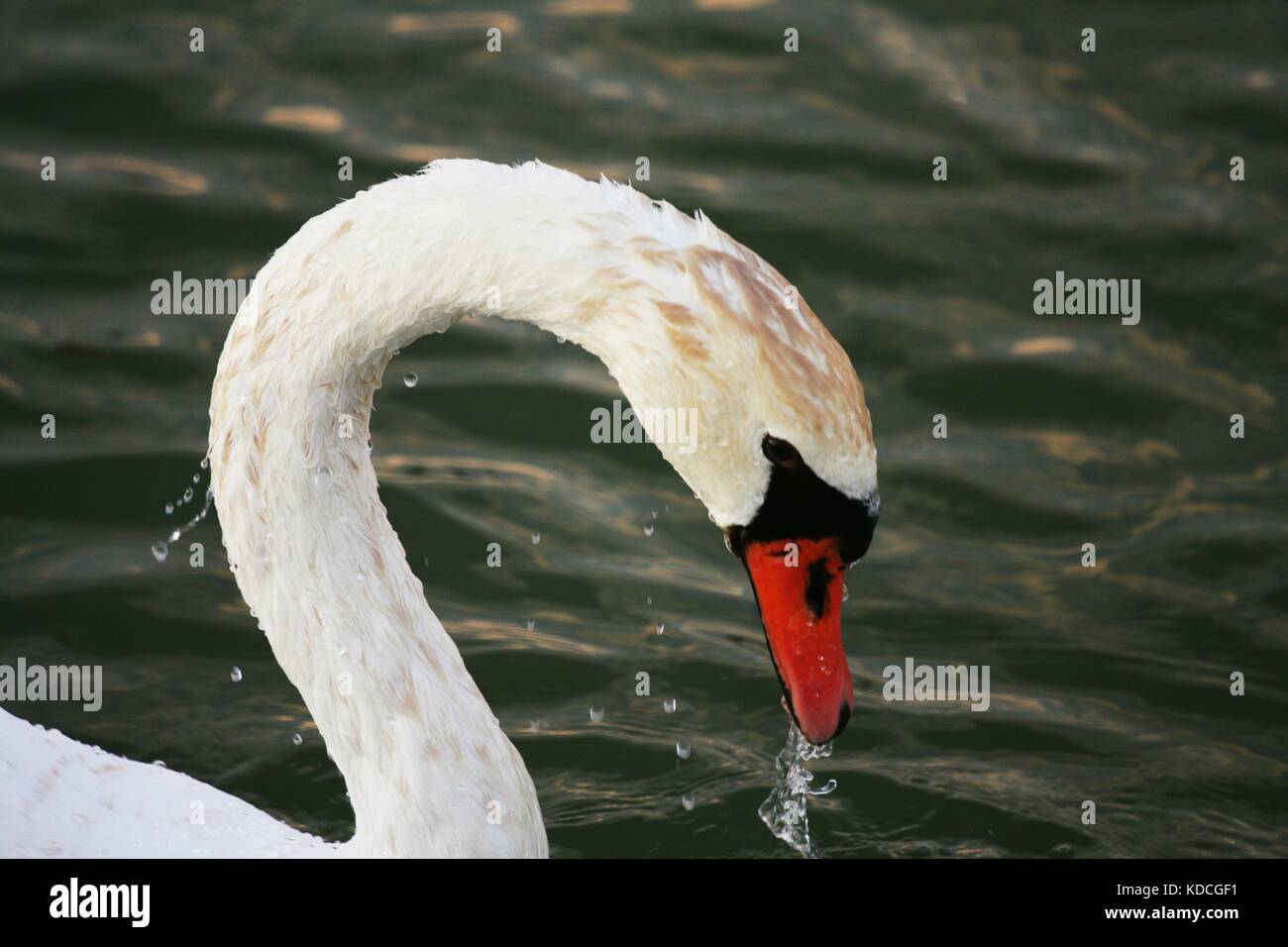 The mute life hi-res stock photography and images - Alamy