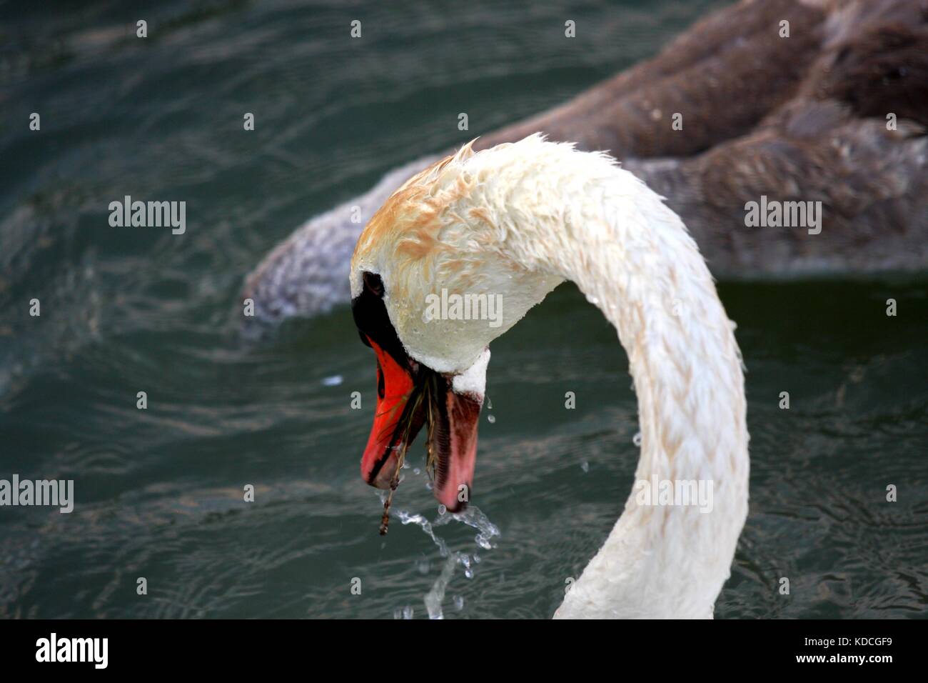 Close photo of the swan life Stock Photo - Alamy
