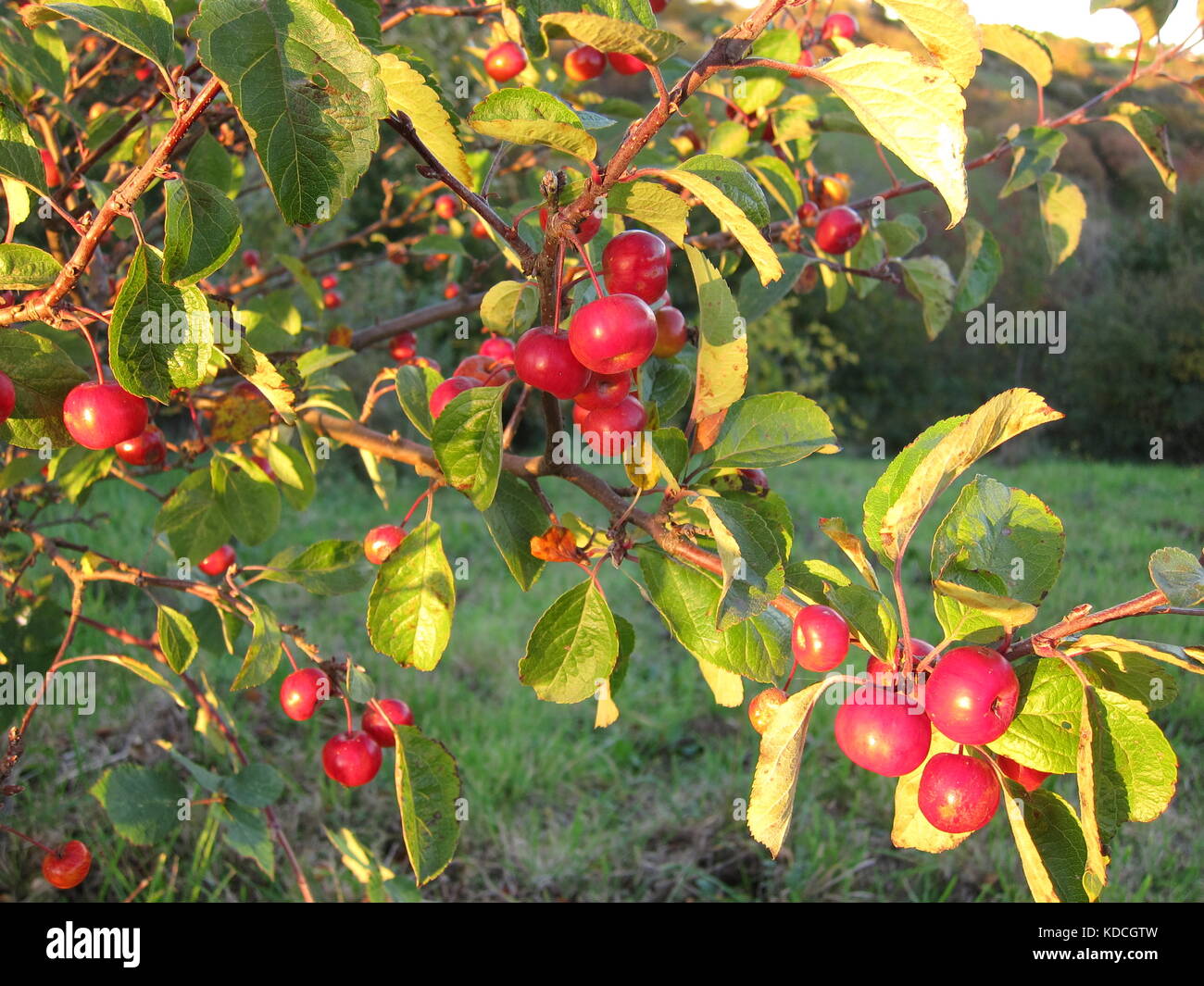 Apple tree at fall Stock Photo - Alamy