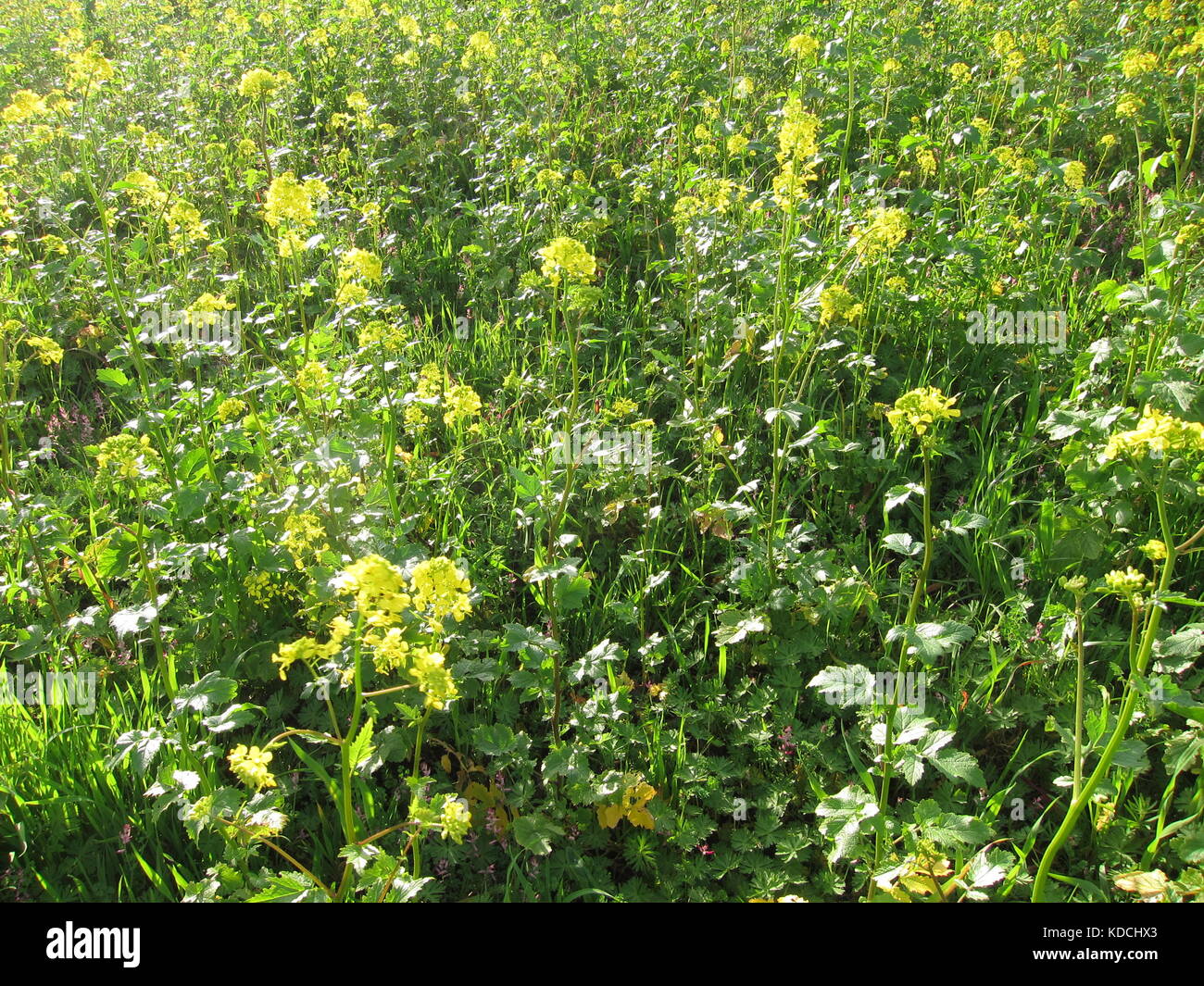 Mustarde hi-res stock photography and images - Alamy