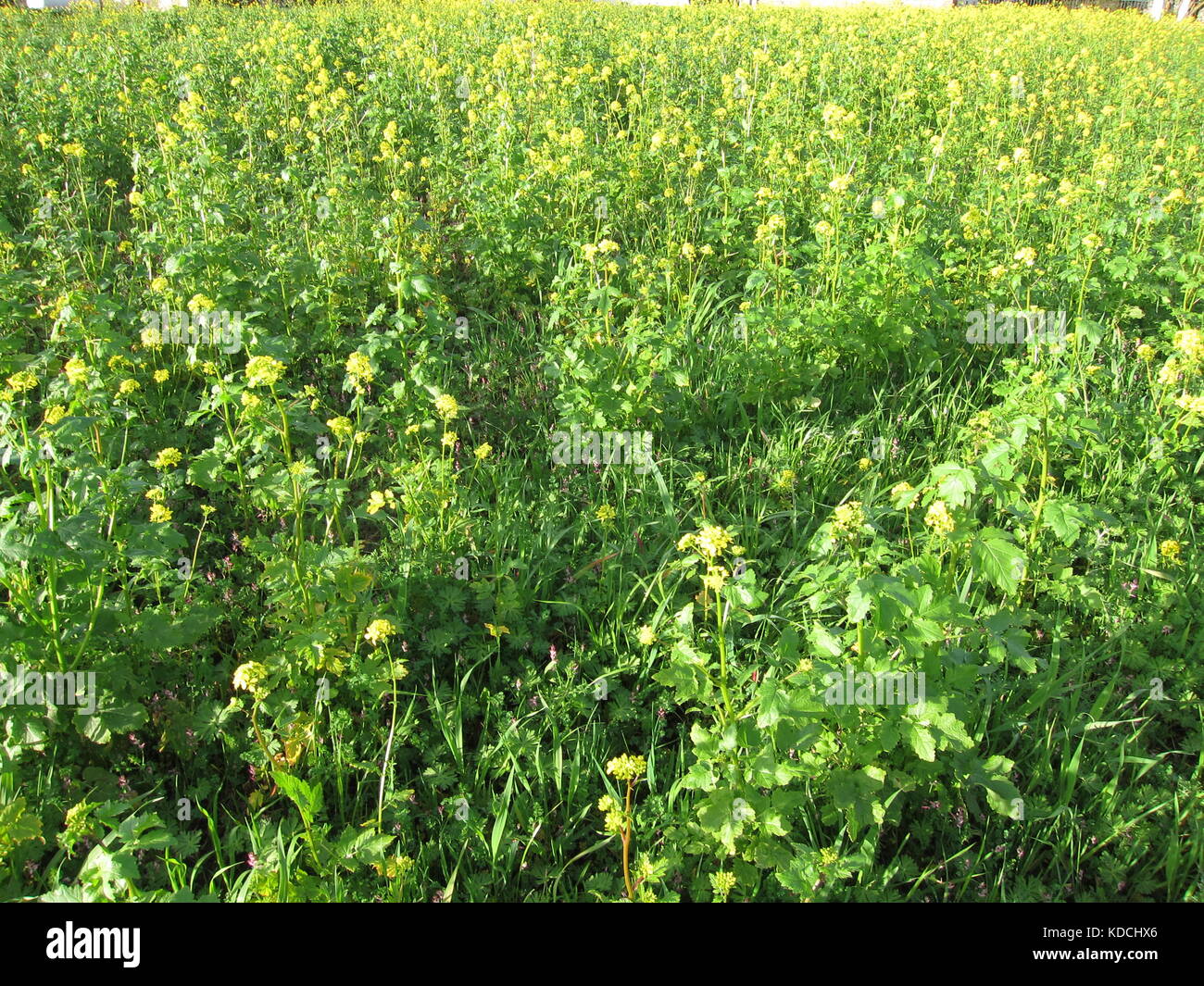 Mustarde hi-res stock photography and images - Alamy