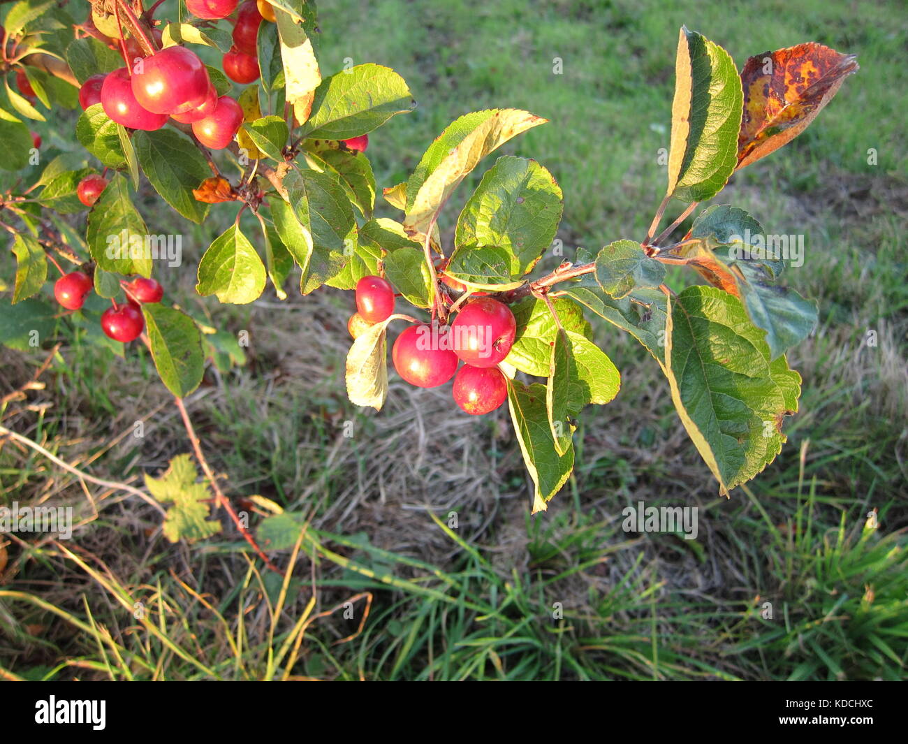 Apple tree at fall Stock Photo - Alamy