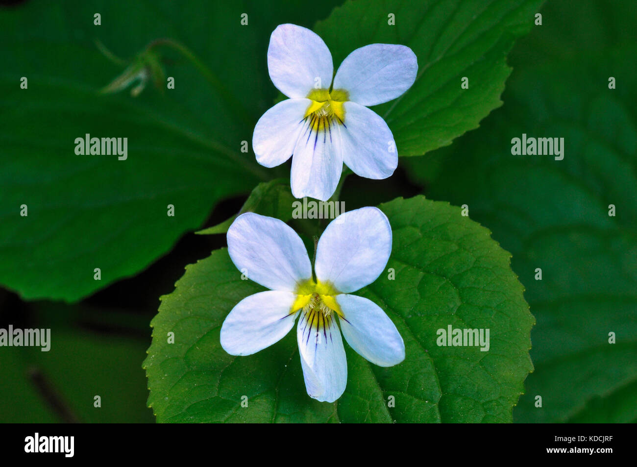 Canada violet (Viola canadensis) wildflower, Bow Valley Provincial Park ...