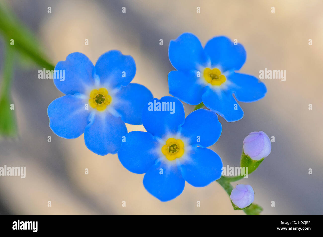 blue, forget me not wildflower Stock Photo - Alamy