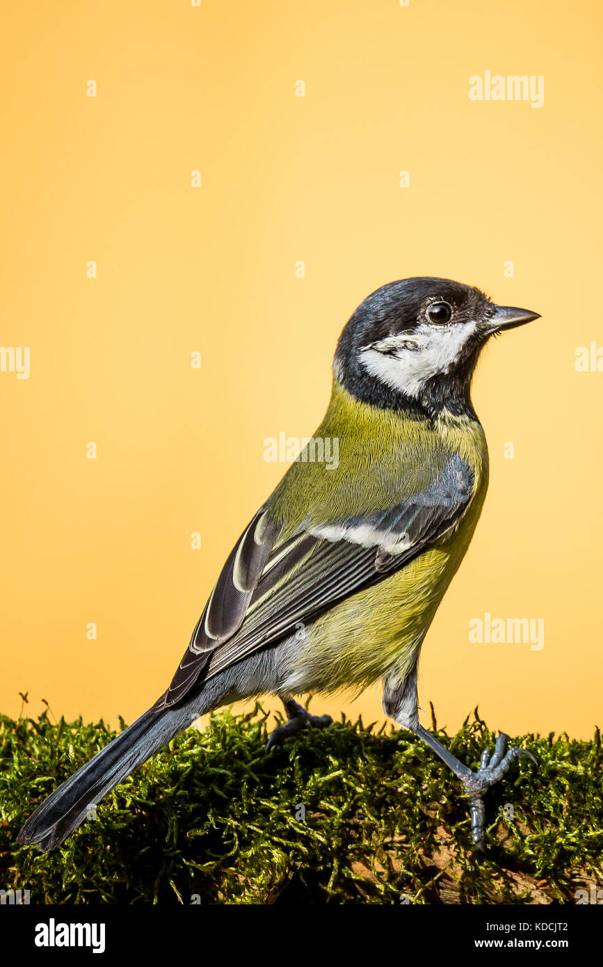 Vertical photo of great tit songbird. Bird with yellow, white,blue ...