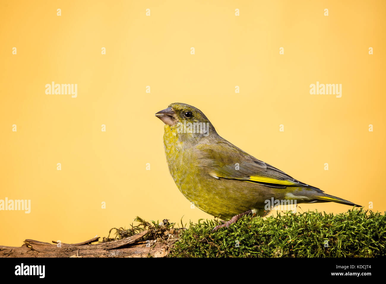Horizontal photo of male greenfinch songbird. Bird with yellow, green ...