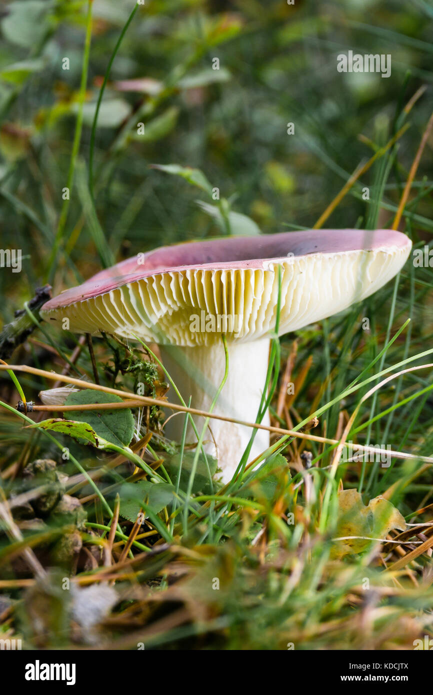 Vertical photo of nice edible purple mushroom. The russula toadstool ...