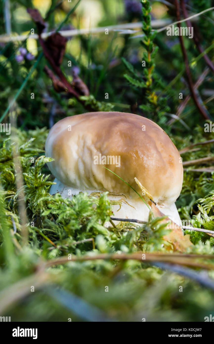 Vertical photo of nice edible mushroom. The cep toadstool with brown ...