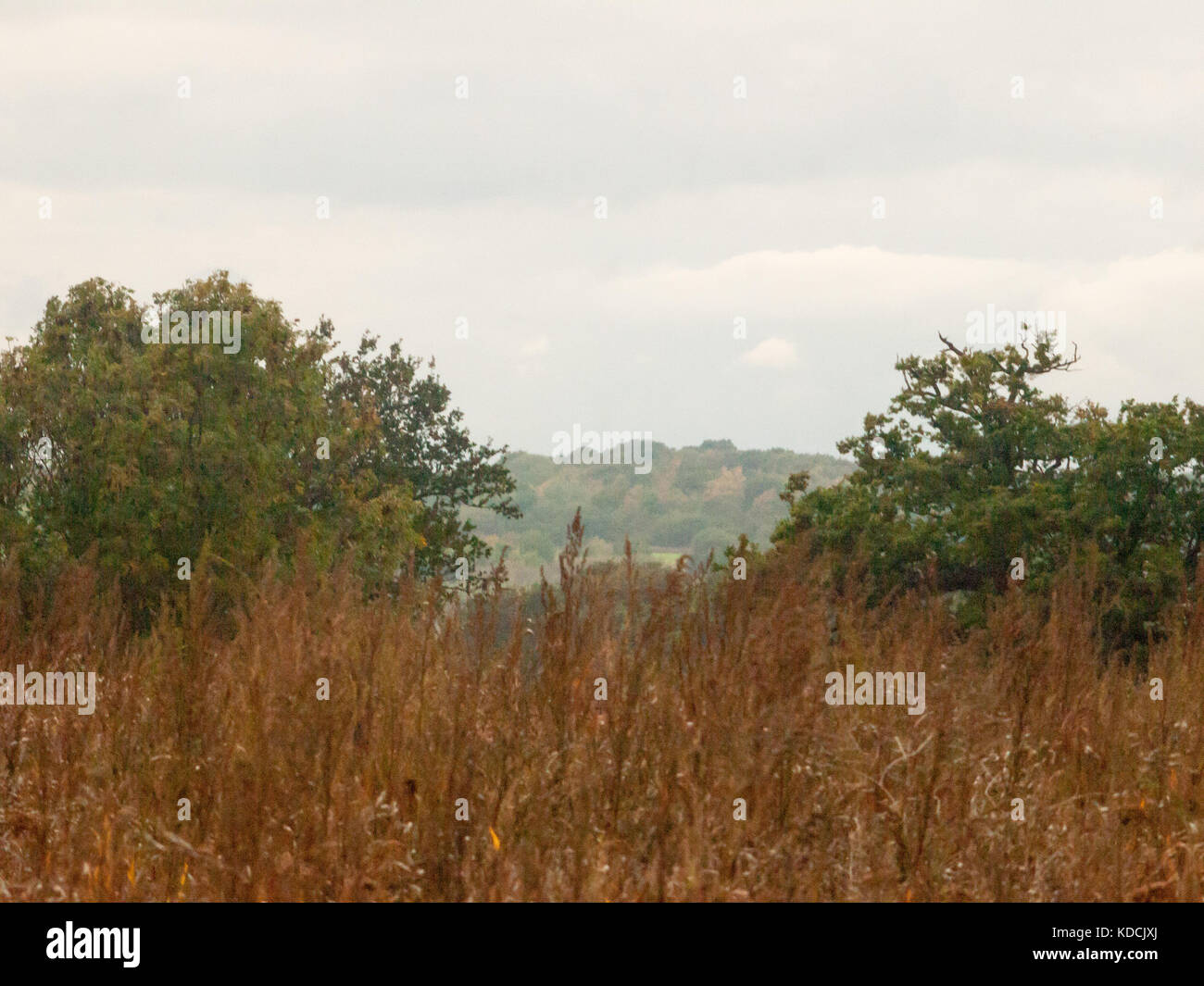 autumn overcast landscape zoom in trees wheat, horizon; essex; england ...