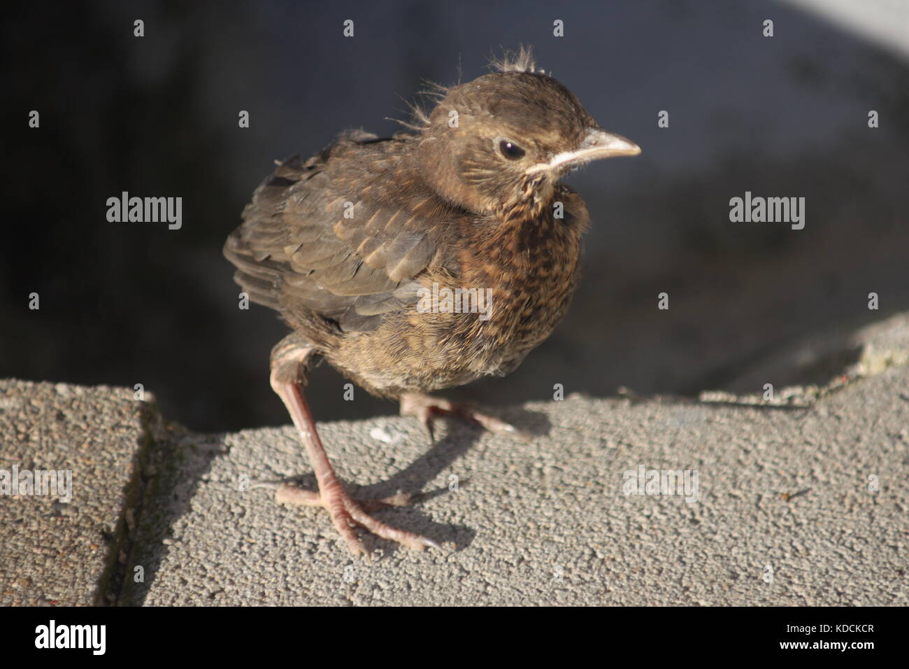 Junge brut hi-res stock photography and images - Alamy