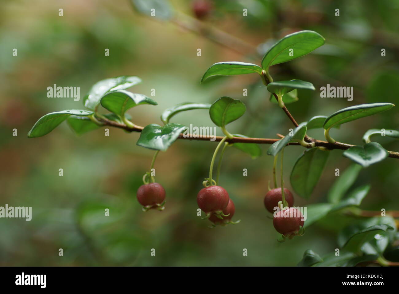 Guava gardens hi-res stock photography and images - Alamy