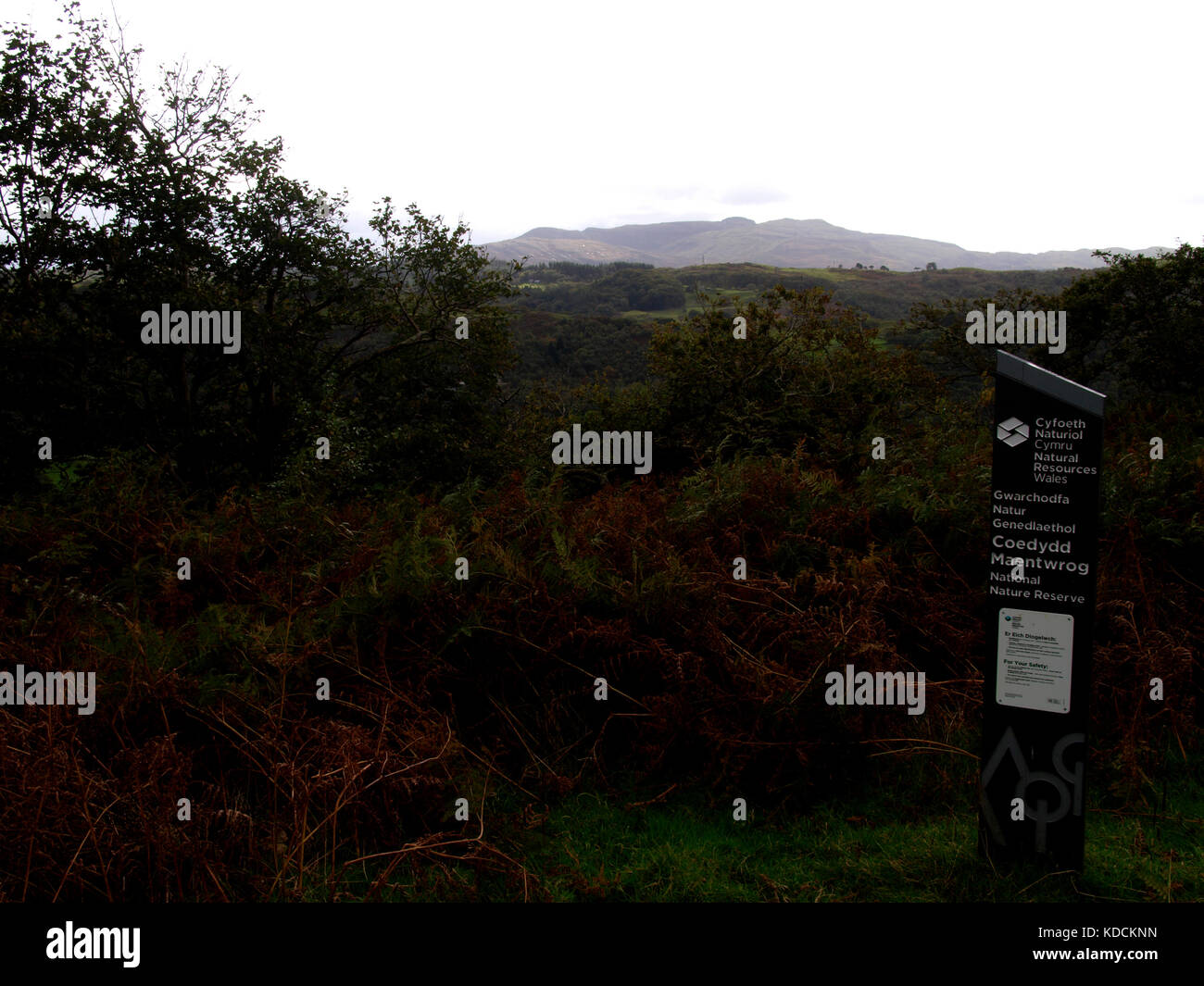 Coedydd Maentwrog, National Nature Reserve, Gwynedd, Snowdonia National ...