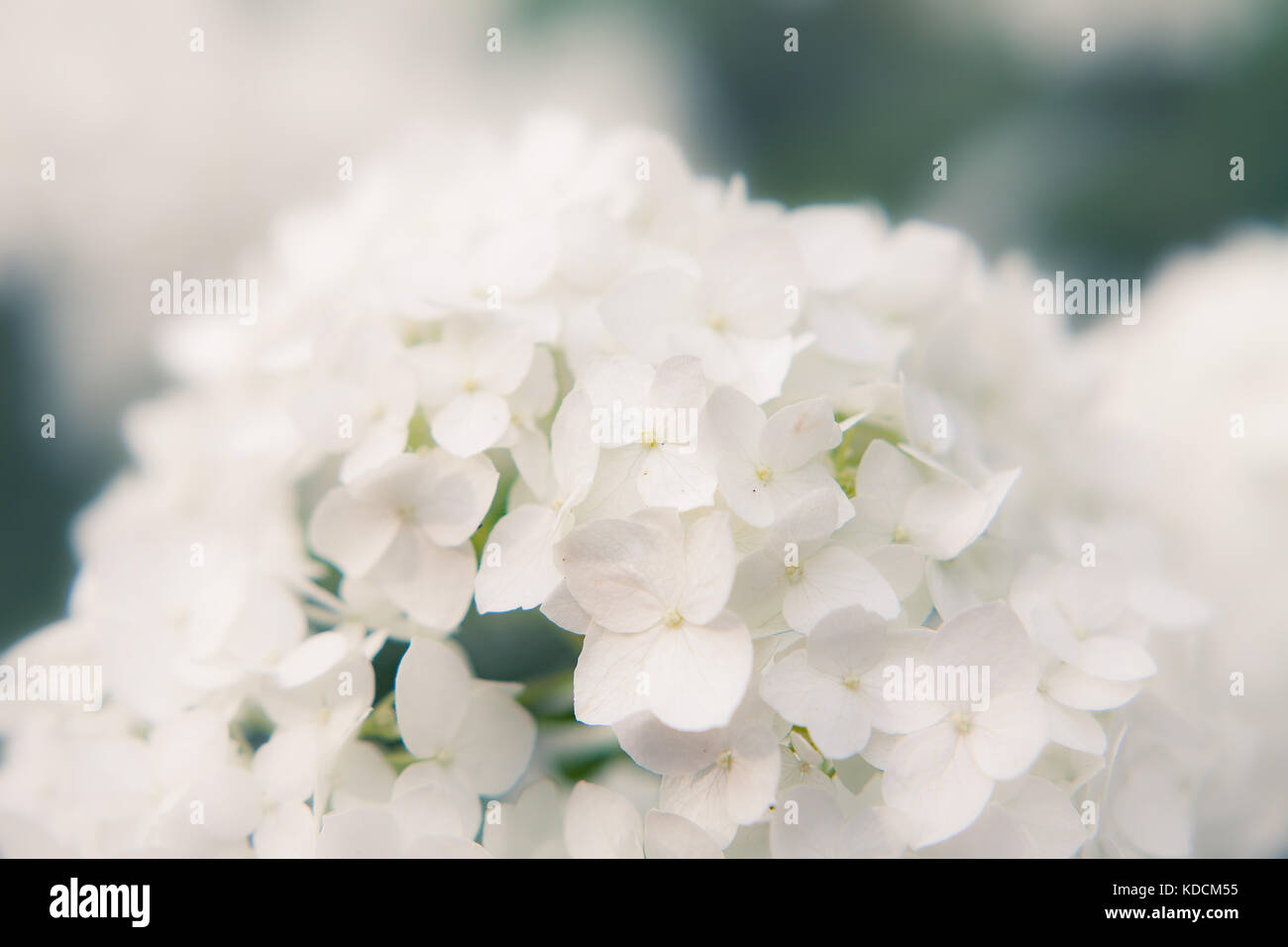 White inflorescence of Smooth Hydrangea (Hydrangea arborescens Stock ...