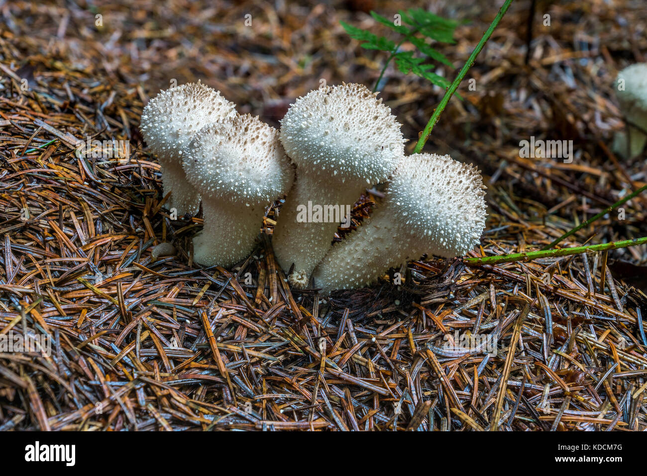 A small group of puffball mushrooms Stock Photo - Alamy