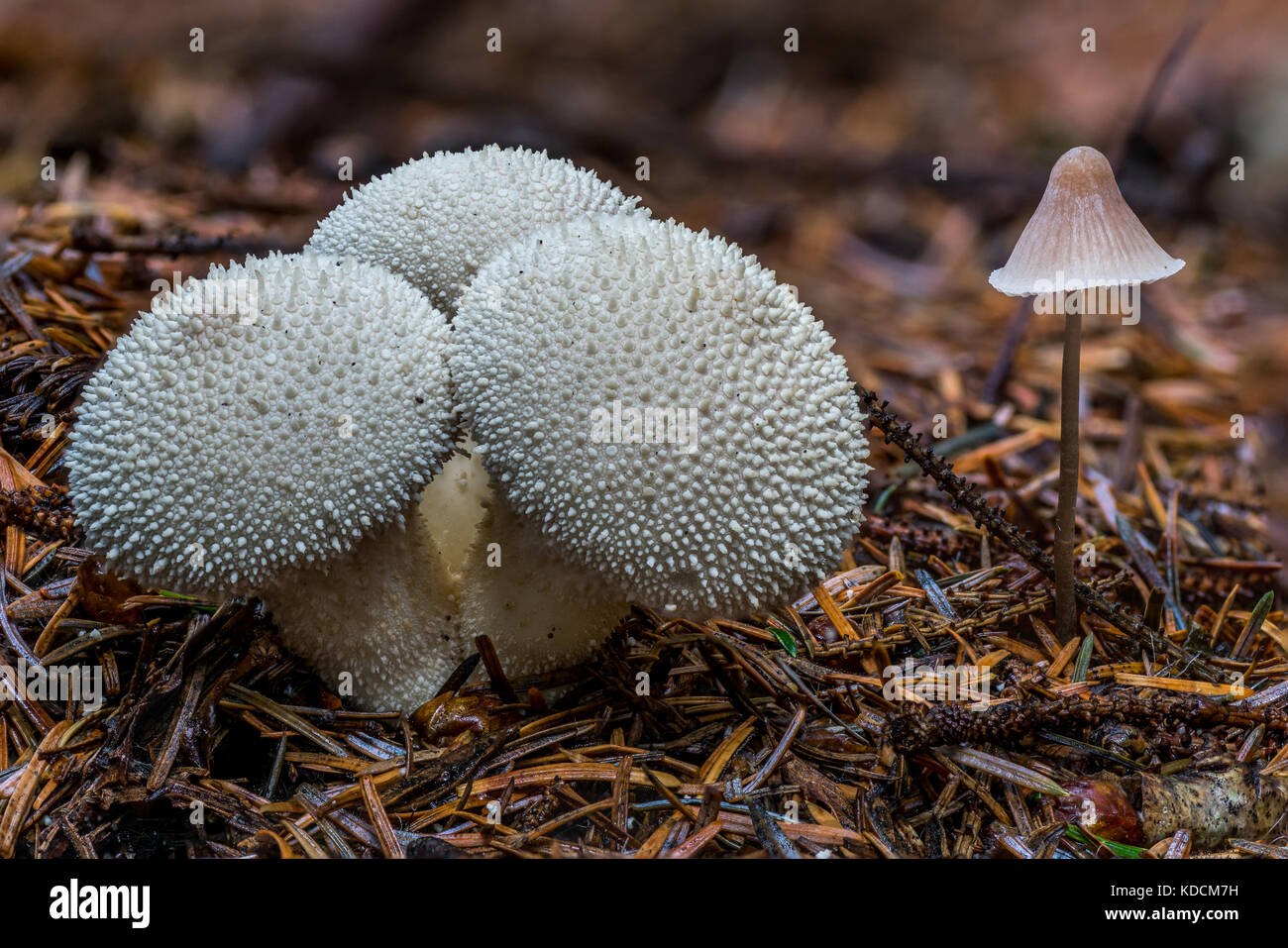Puffball mushrooms hi-res stock photography and images - Alamy