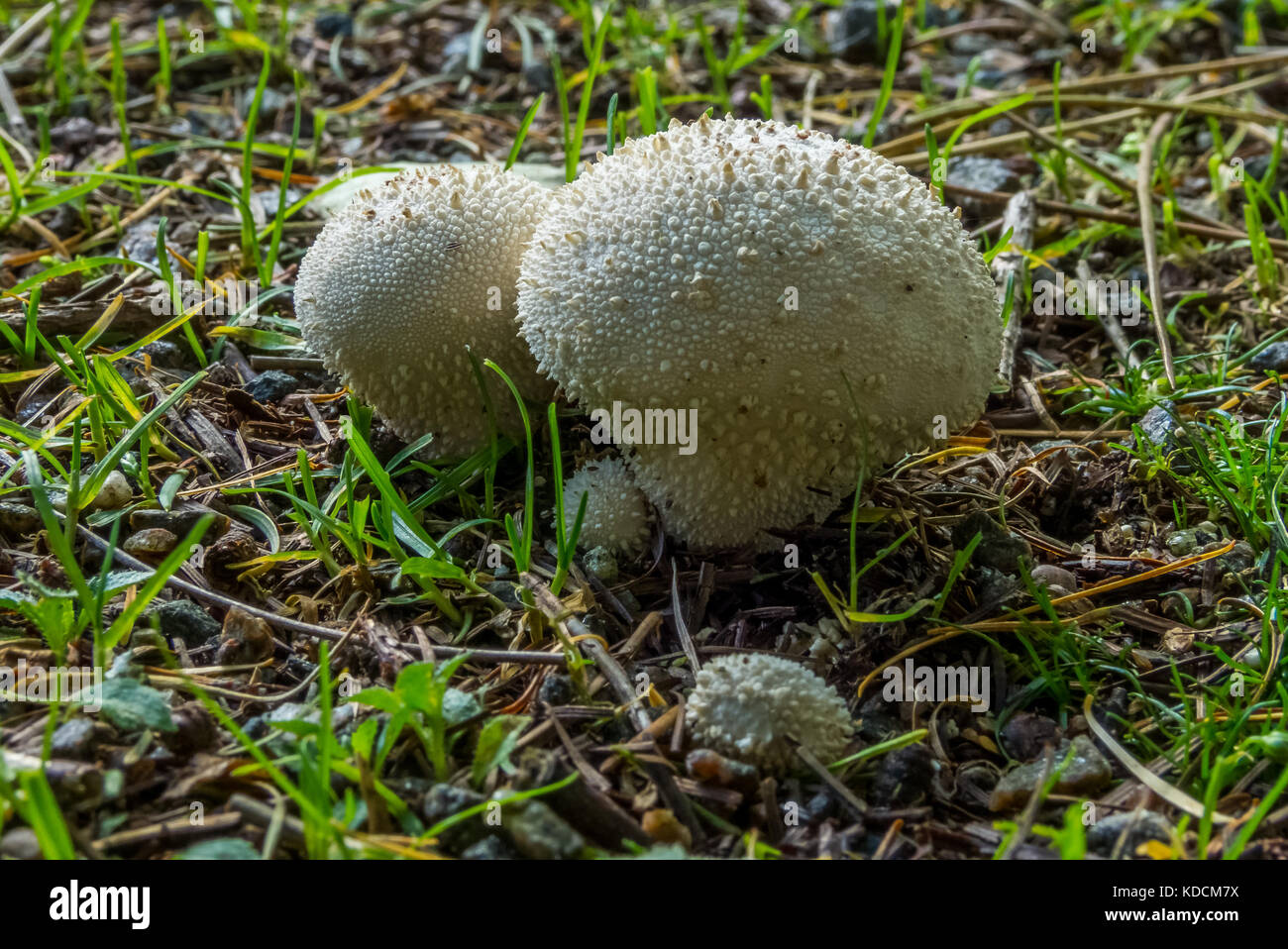 A small group of puffball mushrooms Stock Photo - Alamy