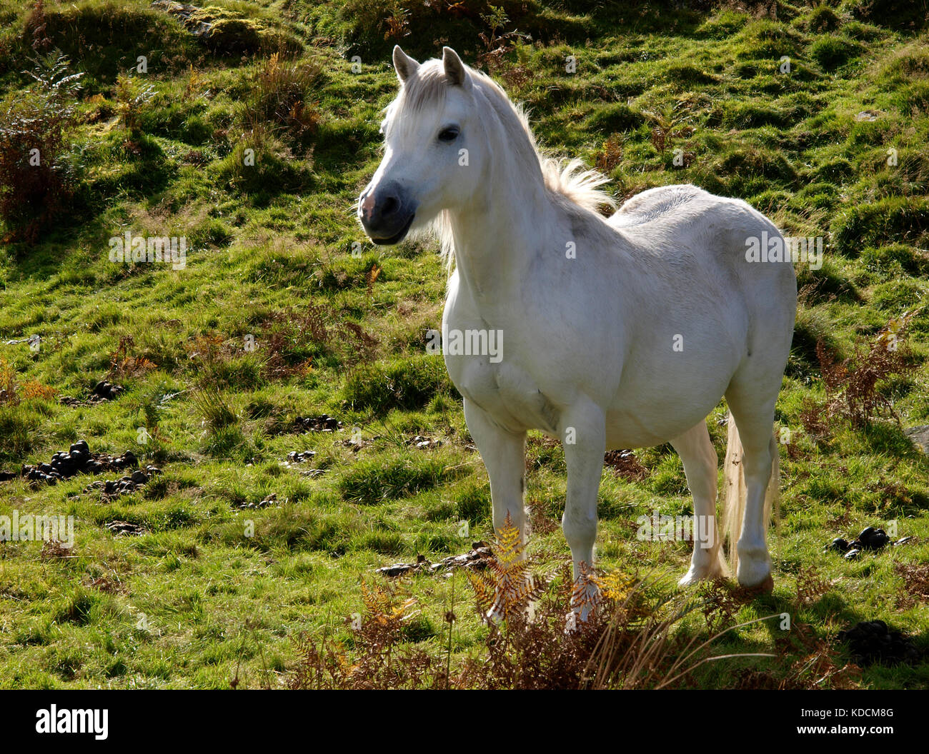 White moorland pony, Snowdonia National Park, North Wales, UK Stock ...